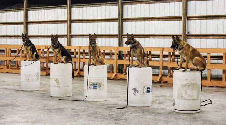 Police K9 Training in Raleigh, NC